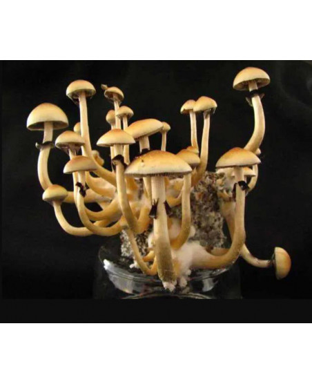 Mazatapec - Esporas y Micelio de Hongos Alucinógenos| HongosMagicos.cr